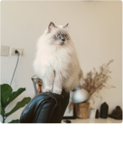 Kitten and Cat Wellness Care - Innova Veterinary