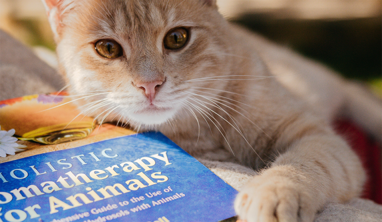 Veterinary guide for keeping a healthy pet - Innova Veterinary